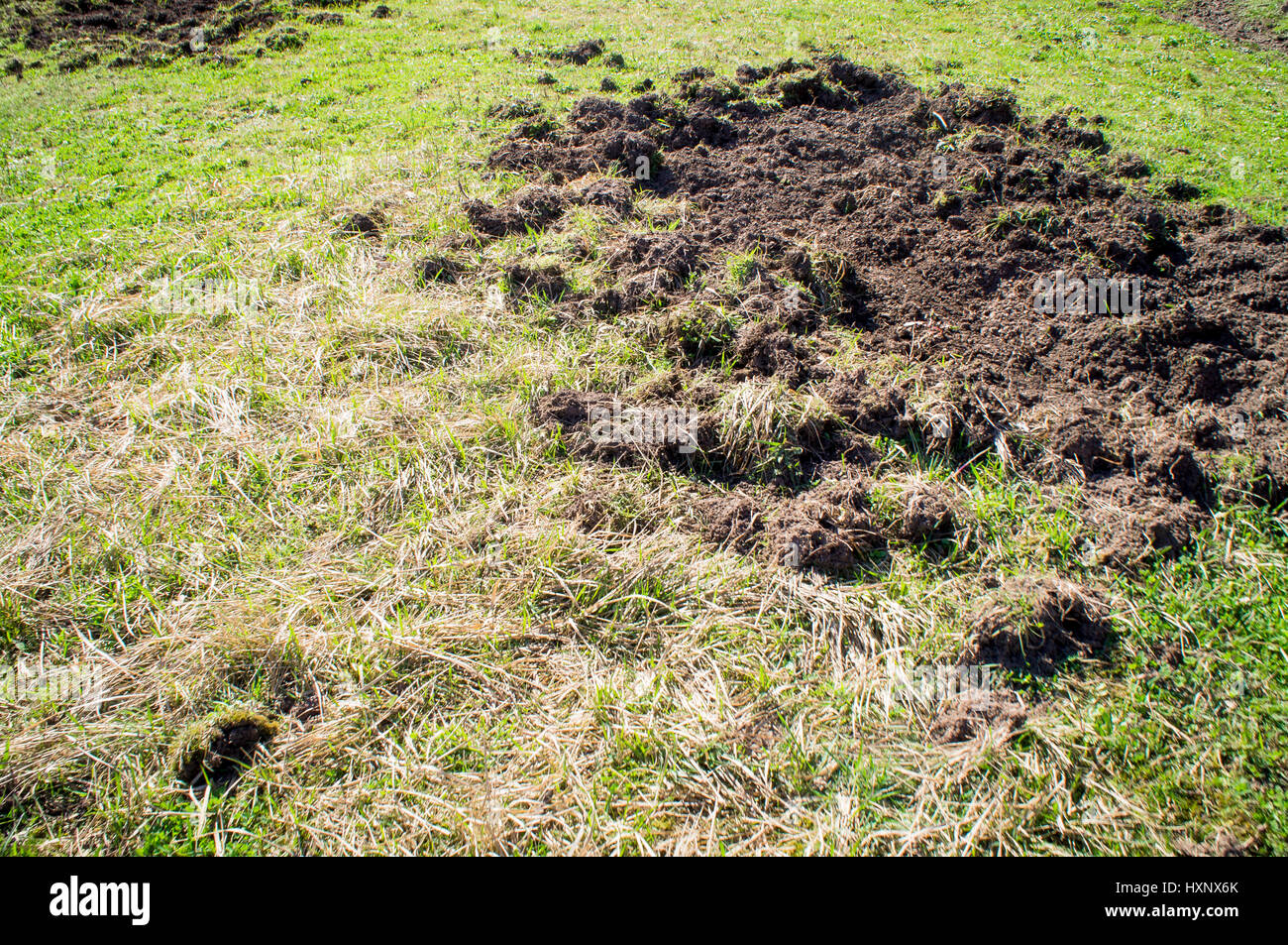 garden, lawn damaged by Eurasian Wild Boar, ploughing up grassland, Sus ...