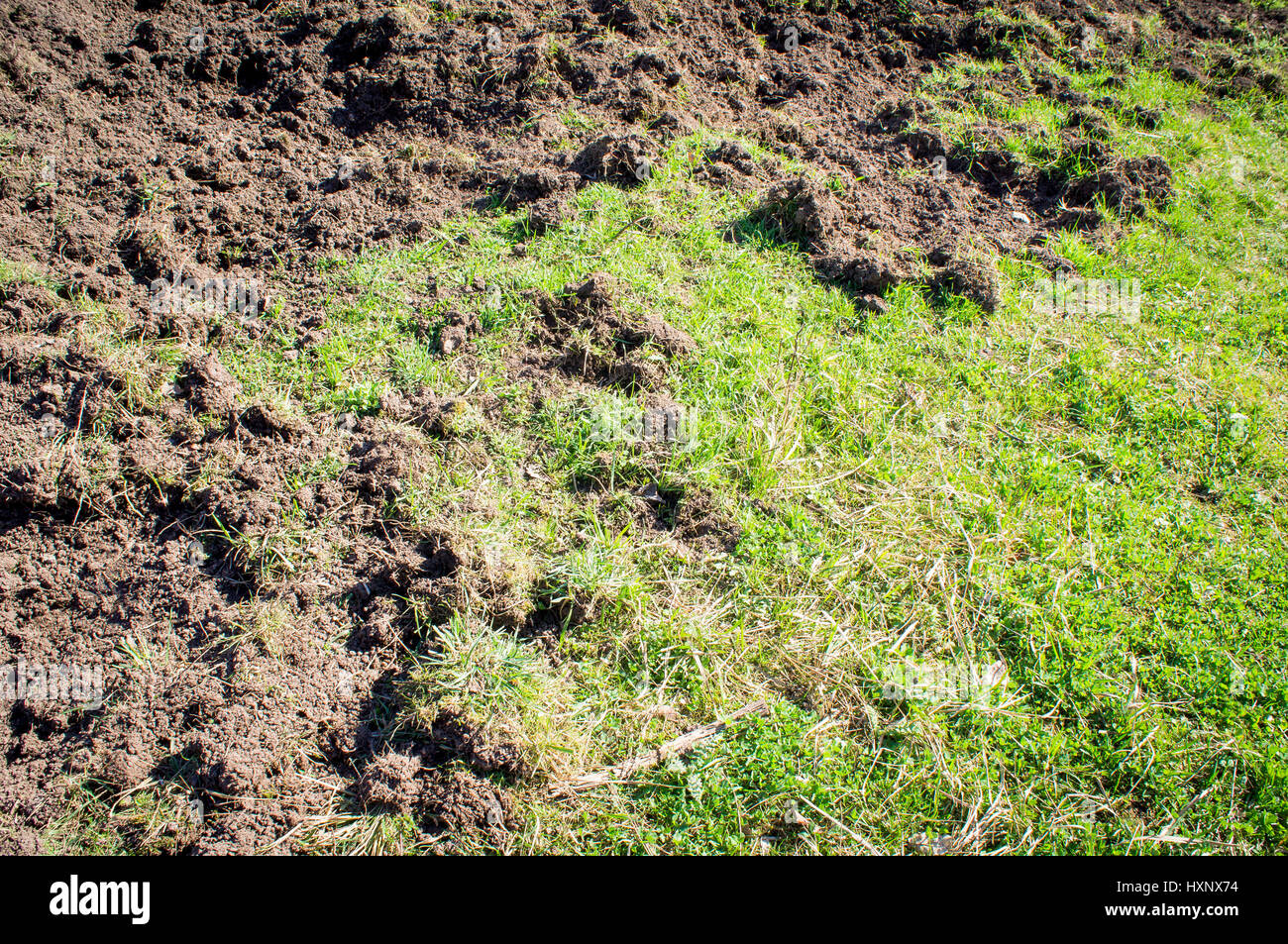 Pig damage hi-res stock photography and images - Alamy