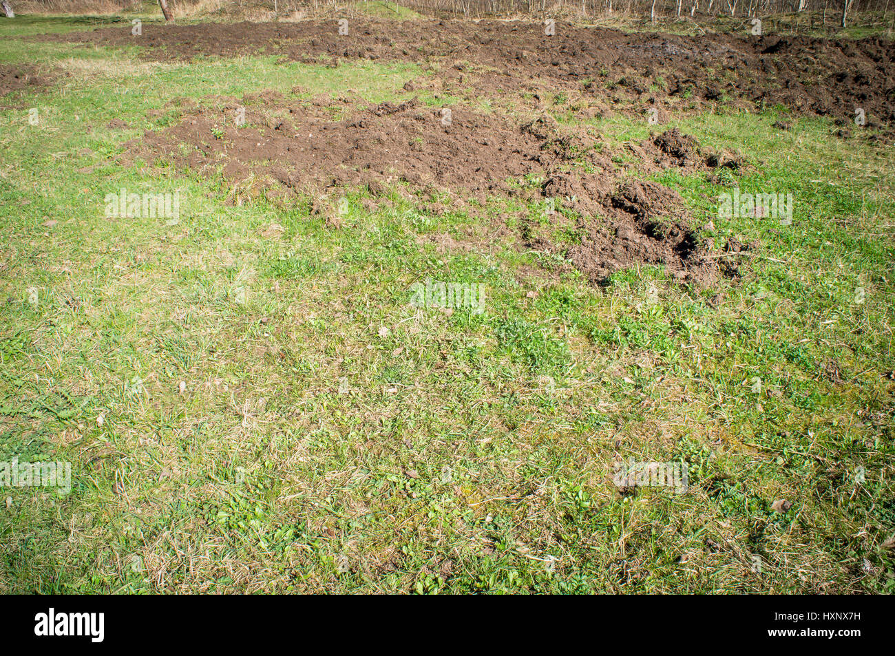 Pig damage hi-res stock photography and images - Alamy
