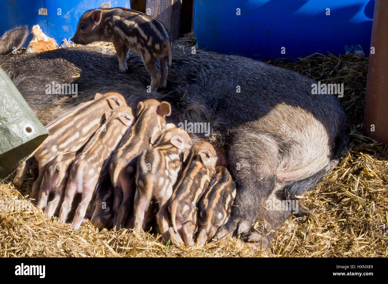 Eurasian wild boar hi-res stock photography and images - Alamy