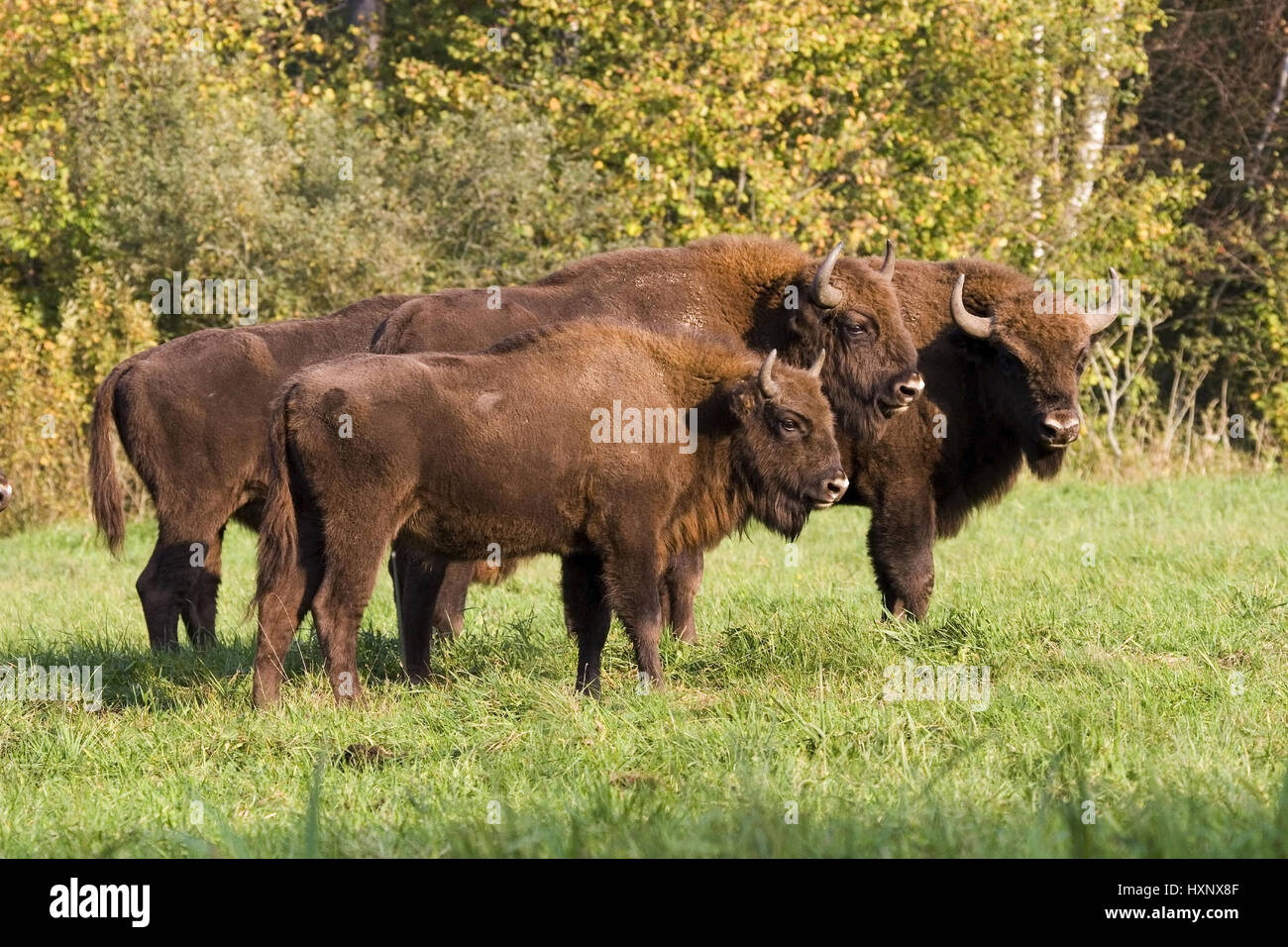 Bison cow with calf, Masuria, Pole, protects, family,, Wisent Kuh mit ...