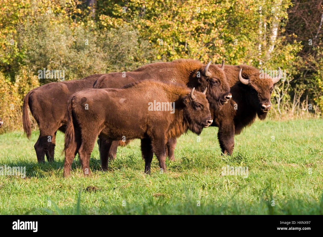 Bison cow with calf, Masuria, Pole, protects, family,, Wisent Kuh mit ...