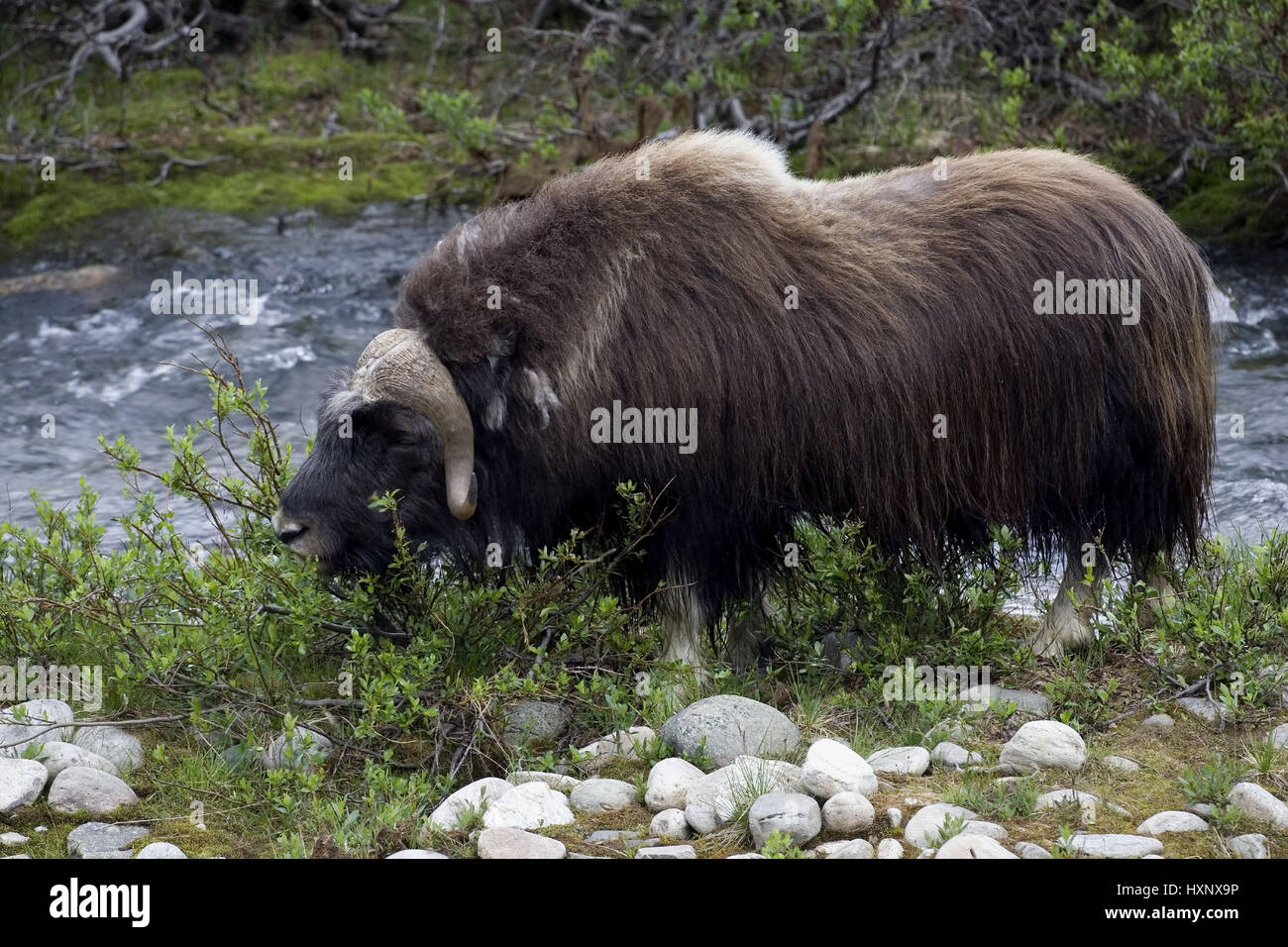 Musk oxen bull feeding on the brook shore. Norway, Moschusochsen Bulle ...