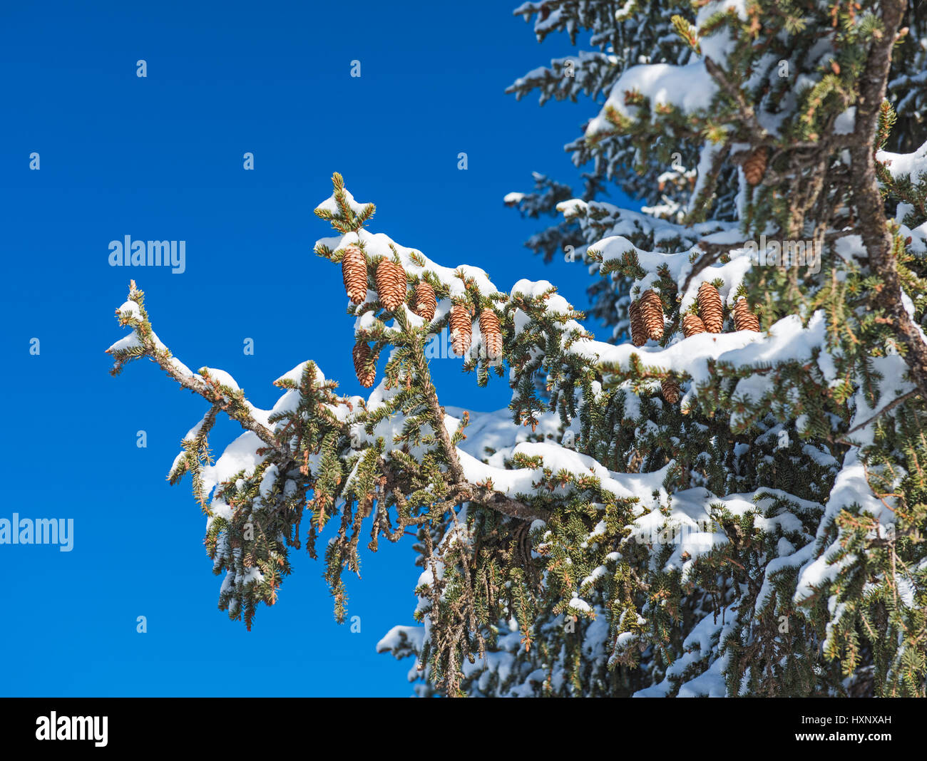 Sub alpine evergreen tree hi-res stock photography and images - Alamy