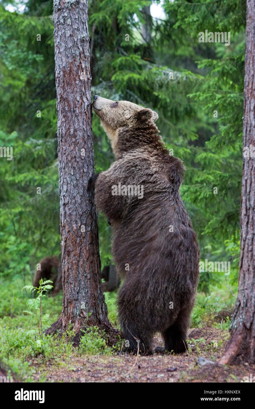 Brown bear, Finland, animal Stock Photo - Alamy