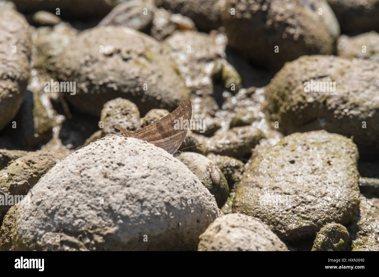 A mudpuddling Many-Banded Daggerwing (Marpesia chiron) at Guacamaya ...