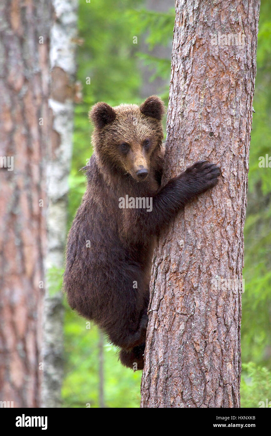 Brown bear, Finland, animal Stock Photo - Alamy
