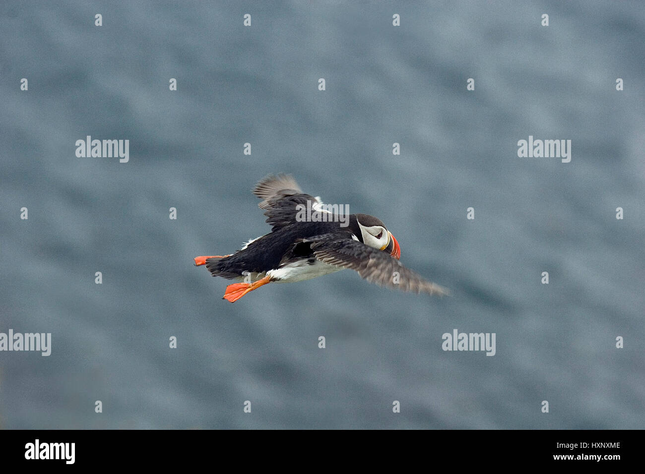 Parrot diver flying. Norway, Papageitaucher fliegend.Norwegen Stock ...