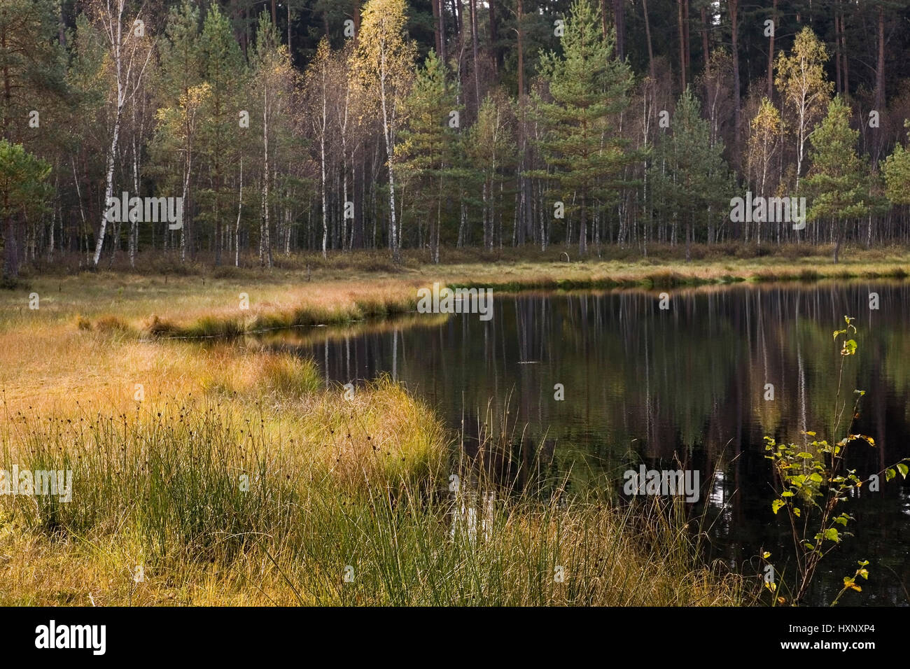 Marsh scenery Masuria Poland, Sumpflandschaft den Masuren Polen Stock ...