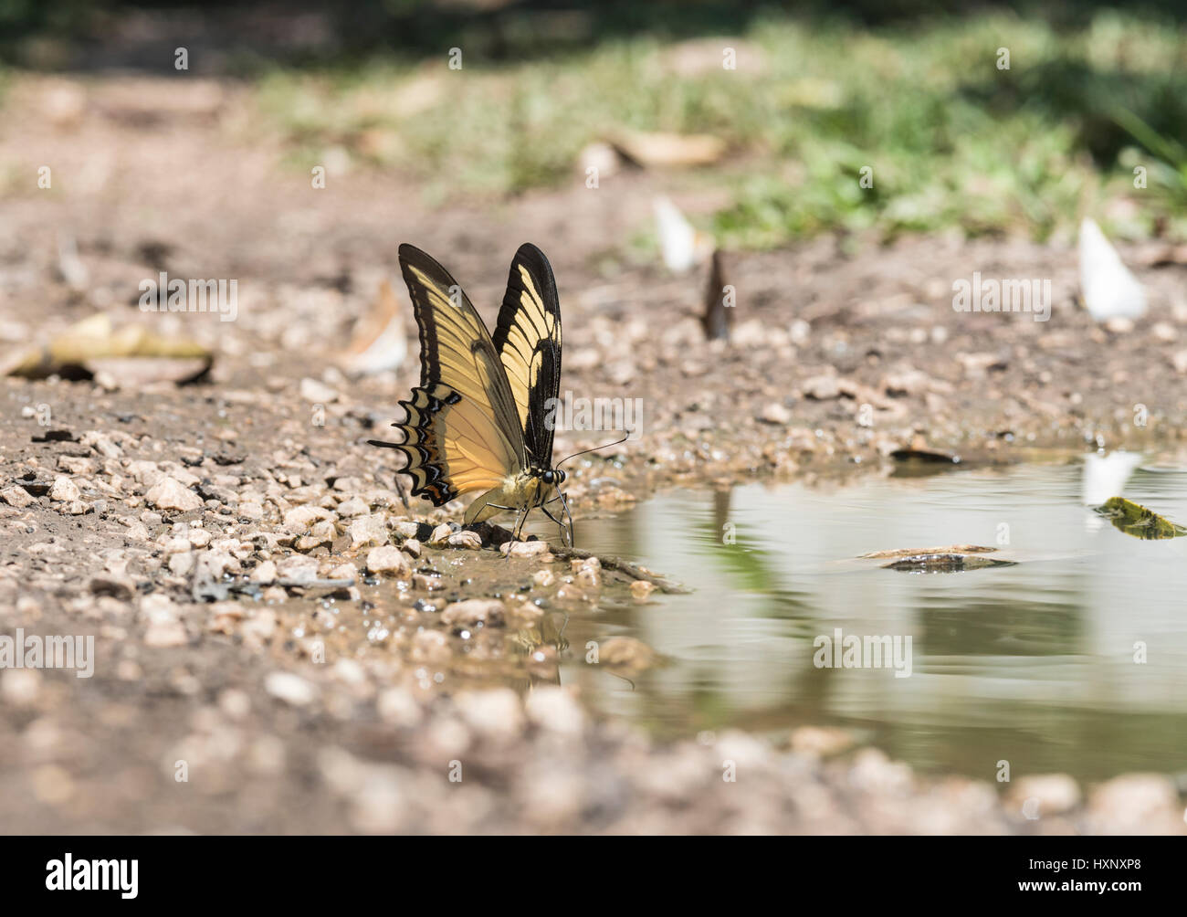 An Androgeus Swallowtail (Papilio androgeus) mud-puddling in Chiapas ...