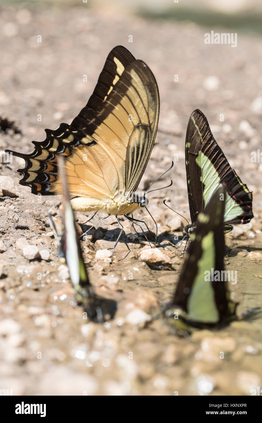 An Androgeus Swallowtail (Papilio androgeus) mud-puddling in Chiapas ...