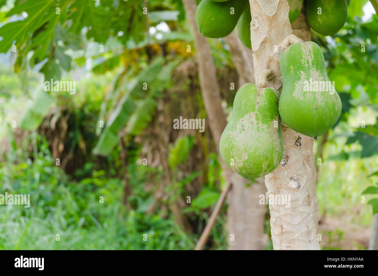 Raw papaya hi-res stock photography and images - Alamy