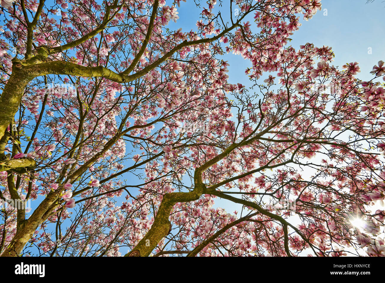 Beautifull Magnolia tree and flowers in easter at Brussels, Belgium ...