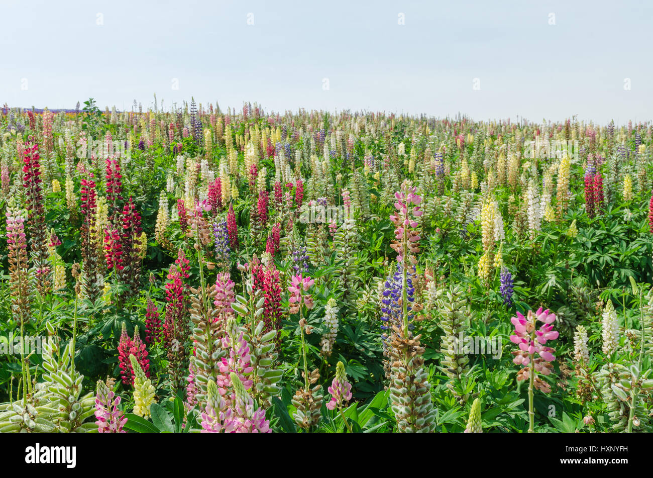 Lupin field hi-res stock photography and images - Alamy