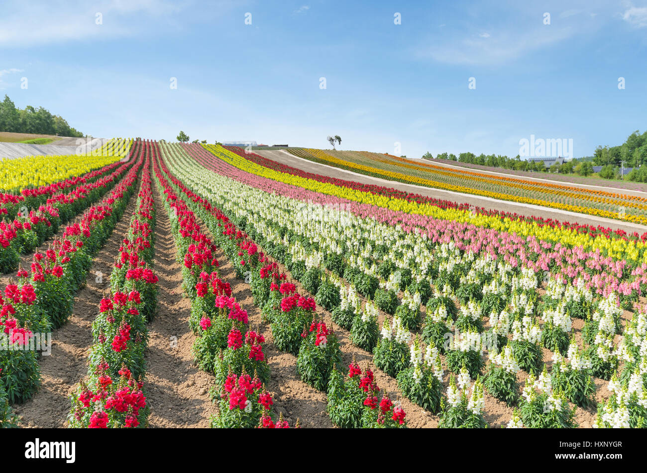 Snapdragon field hi-res stock photography and images - Alamy