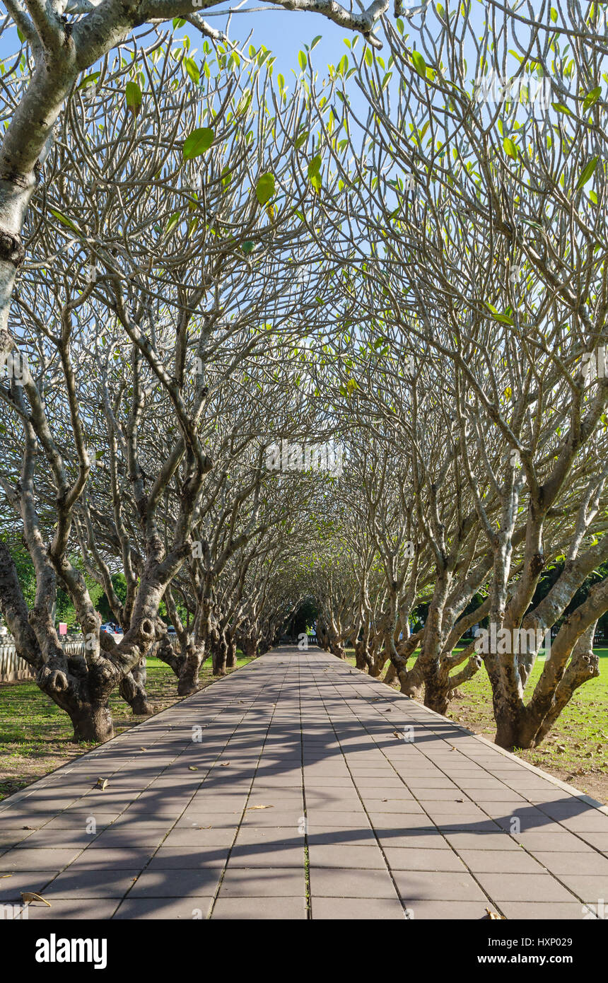 Frangipani tree tunnel and pathway in nan province thailand Stock Photo ...