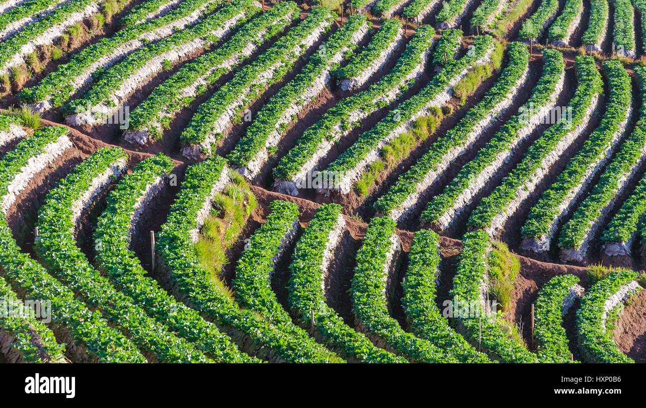 Terrace plantation hi-res stock photography and images - Alamy