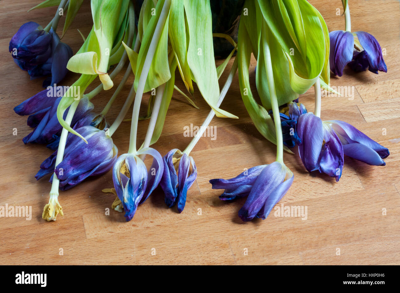 A vase of dead and wilted blue tulips Stock Photo - Alamy