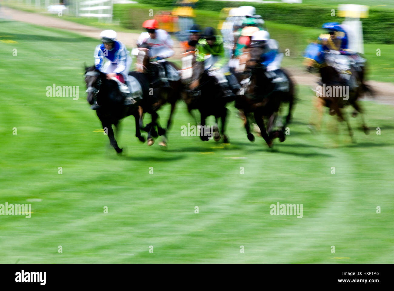 final sprint of a steeplechase horse race Stock Photo - Alamy