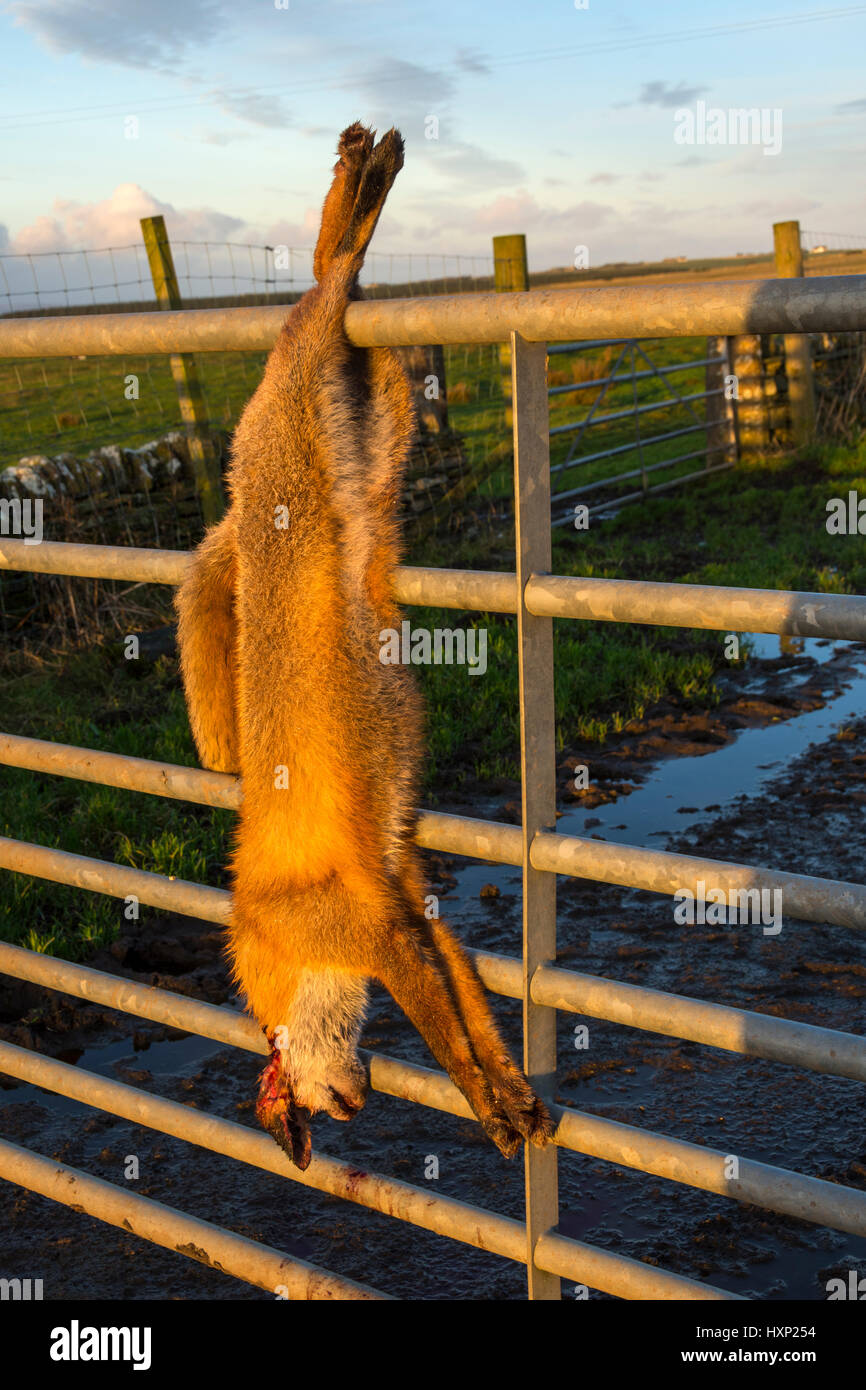 Dead fox hung on a farm gate, Caithness, Scotland, UK Stock Photo - Alamy
