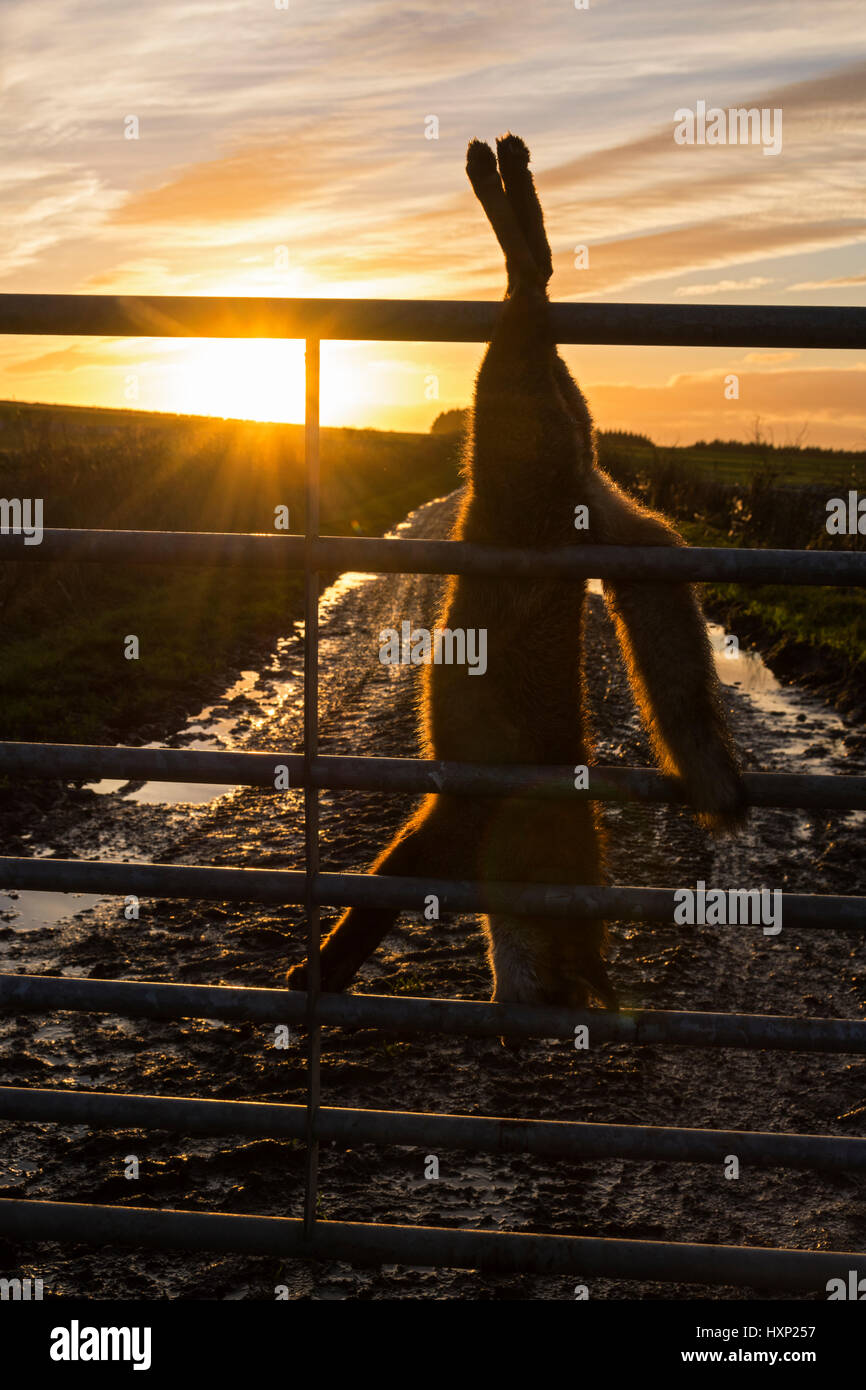 Dead fox hung on a farm gate, Caithness, Scotland, UK Stock Photo - Alamy