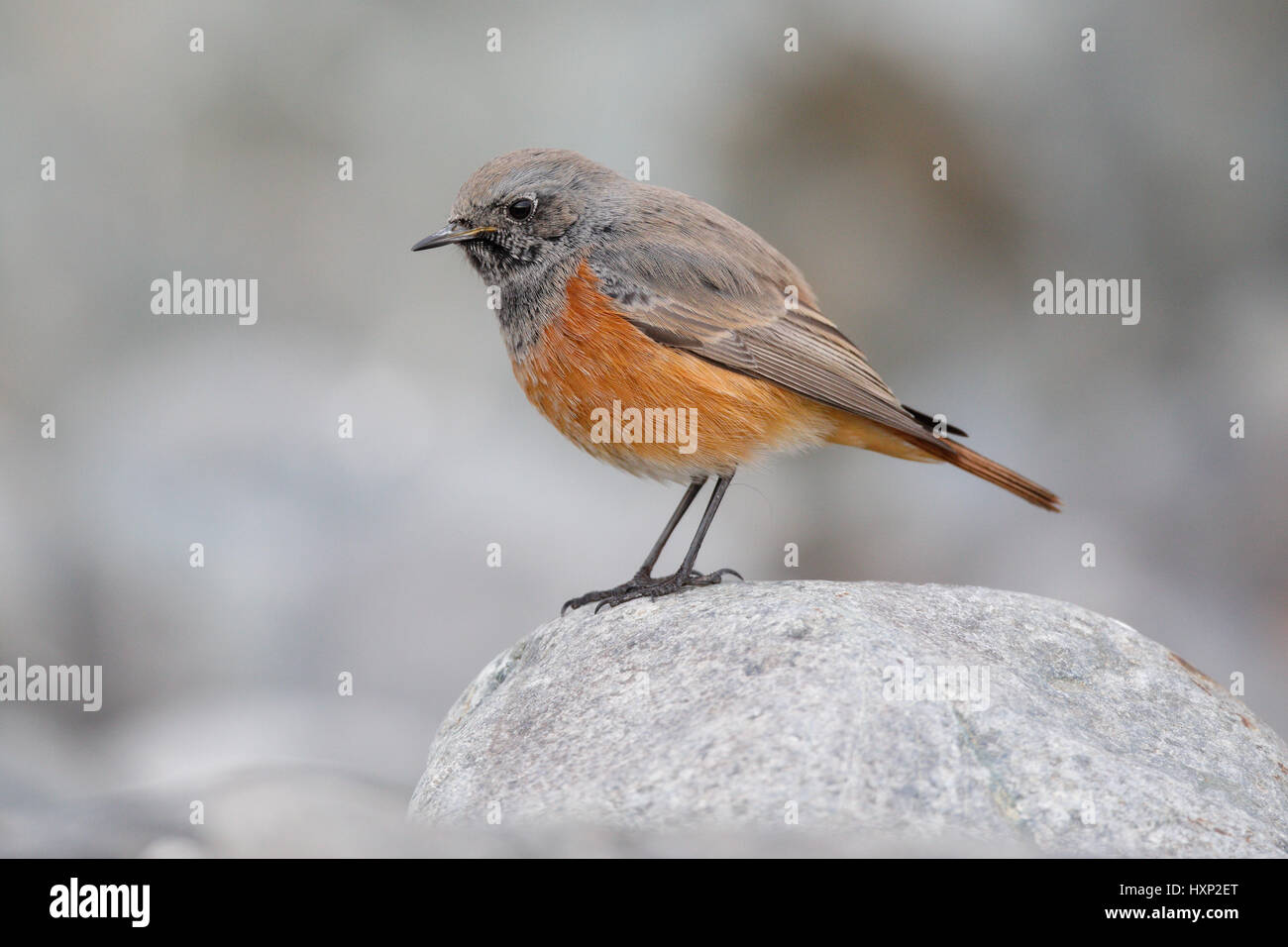 male Eastern Black Redstart at Mousehole, Cornwall Stock Photo - Alamy