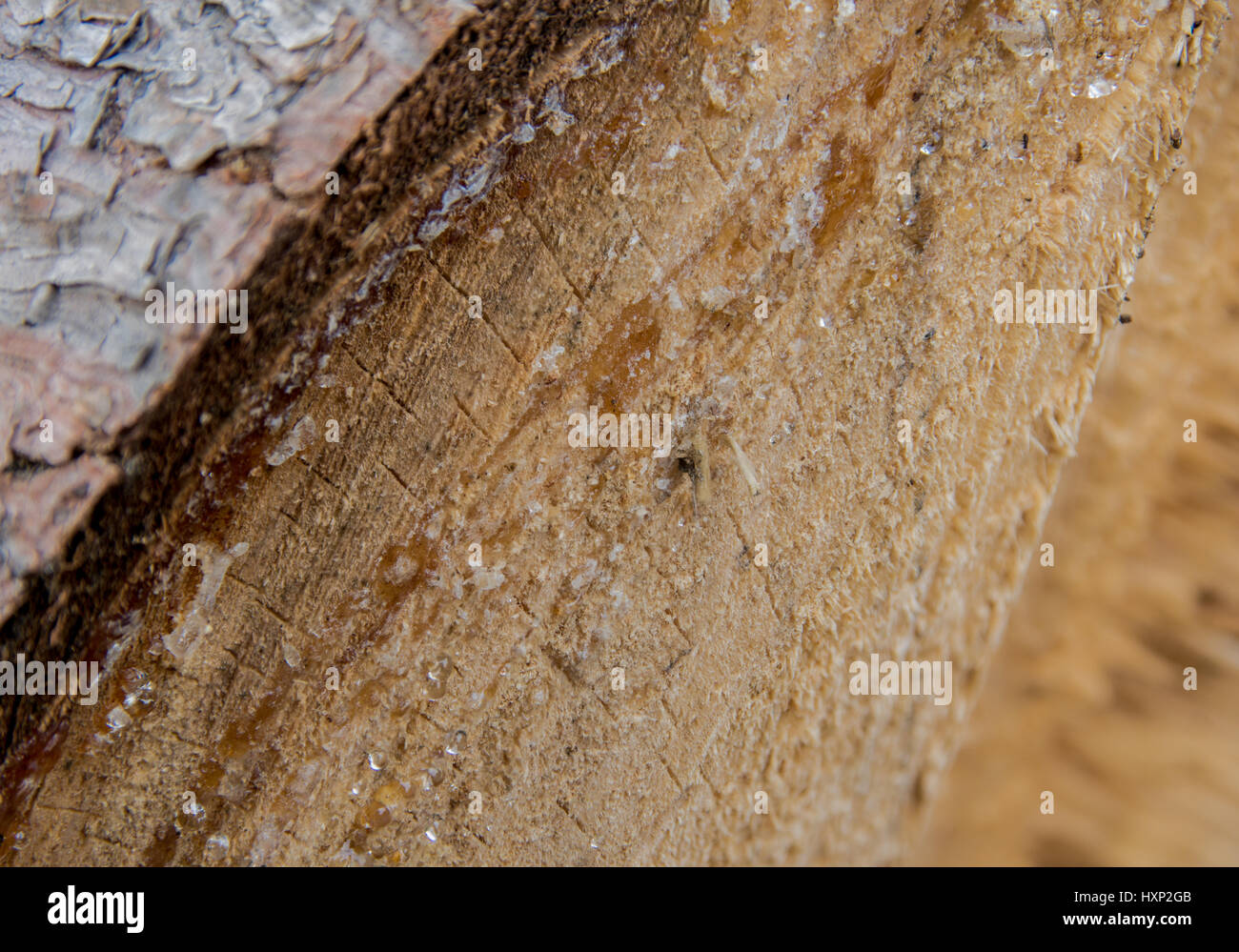 extreme close up of resin drops on growth rings of spruce tree Stock ...