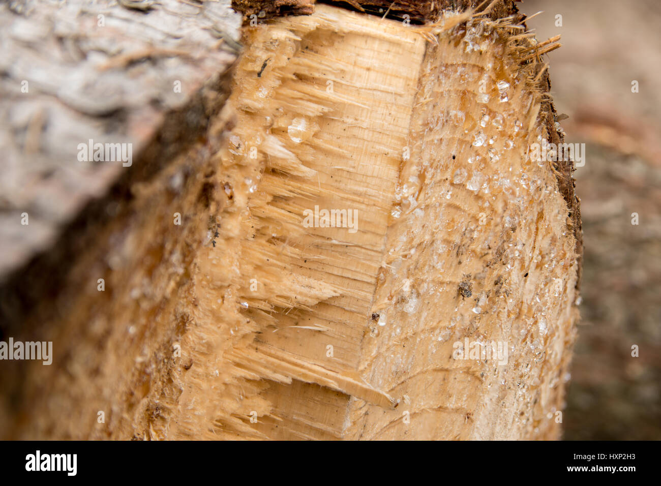 extreme close up of resin drops on growth rings of spruce tree Stock ...