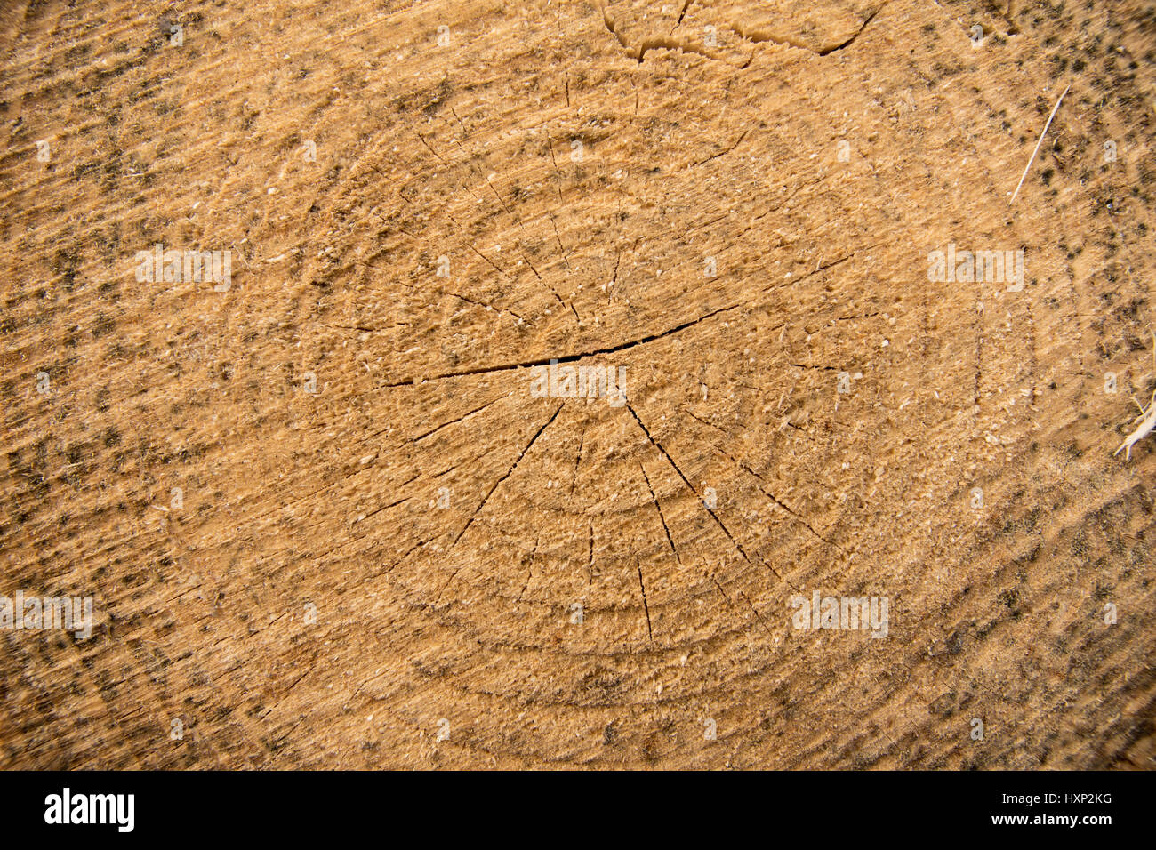 Ring porous wood hi-res stock photography and images - Alamy