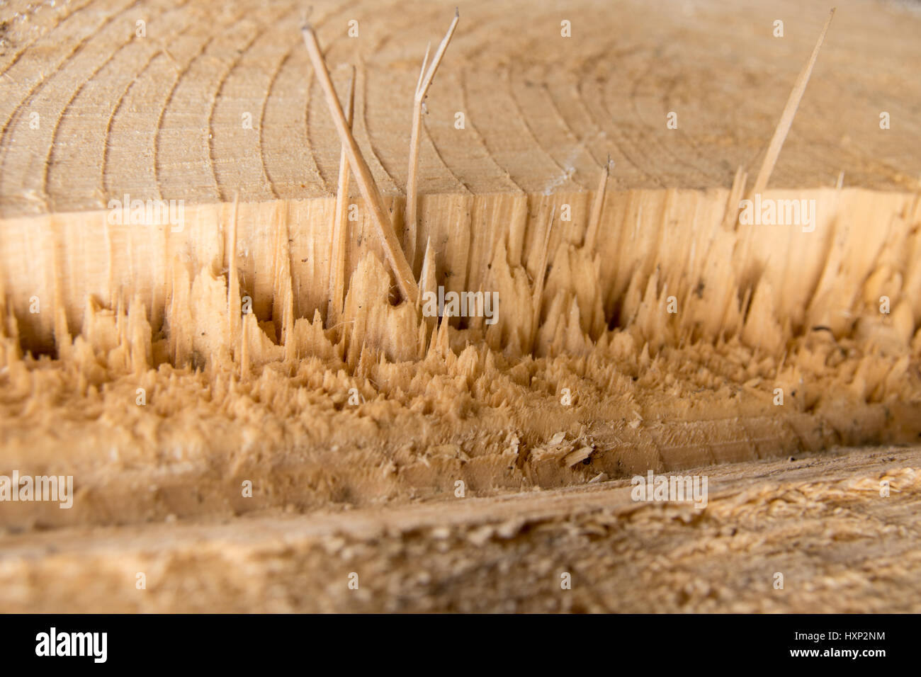 extreme close up of stump of cutted spruce with growth ring visible ...
