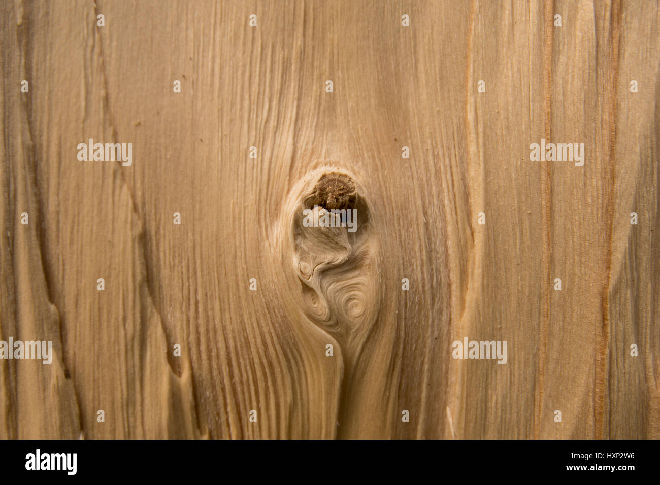 Ring Porous Wood High Resolution Stock Photography and Images - Alamy
