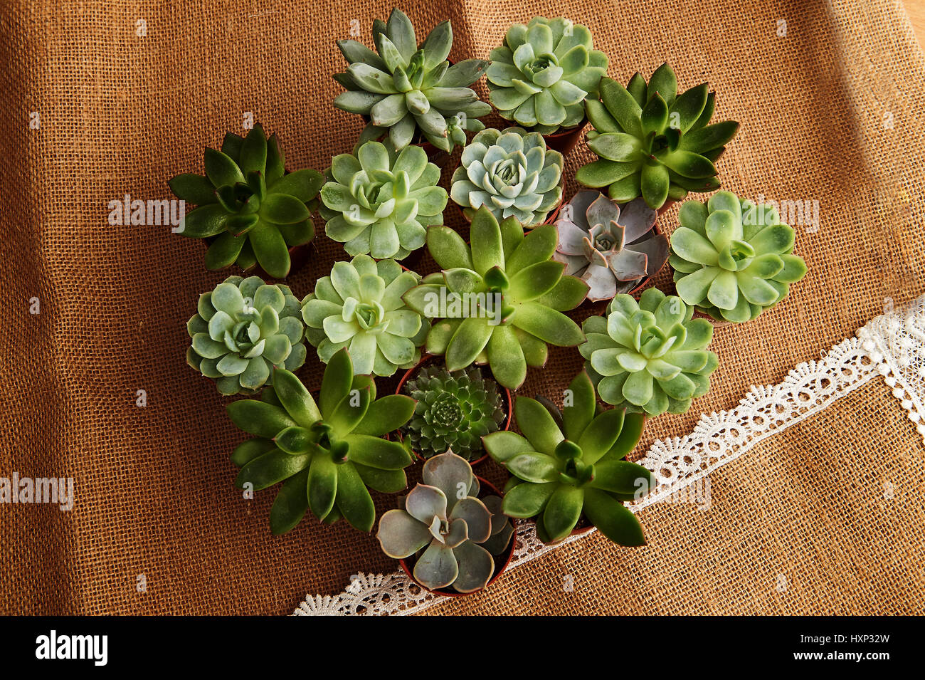 Arrangement of various succulents on a background of burlap, treated ...