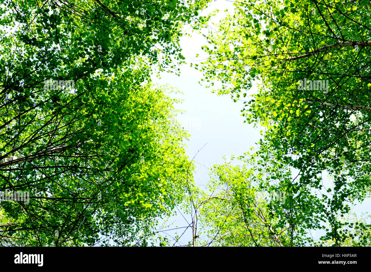 air, beauty, nature, nature, leaves, green, spring, summer, weather ...