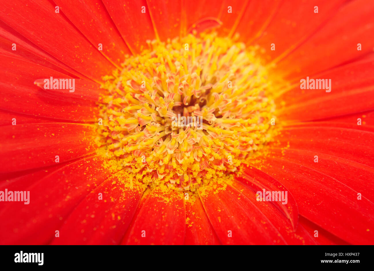 Gerbera up close hi-res stock photography and images - Alamy