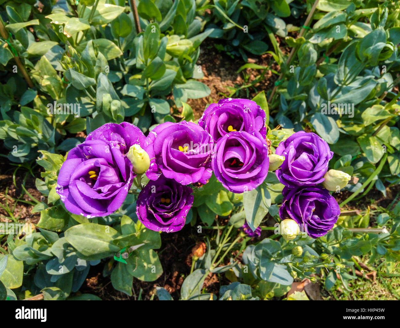 Closeup to Beautiful Purple Lisianthus/ Tulip Gentian/ Texas Blue Bell ...