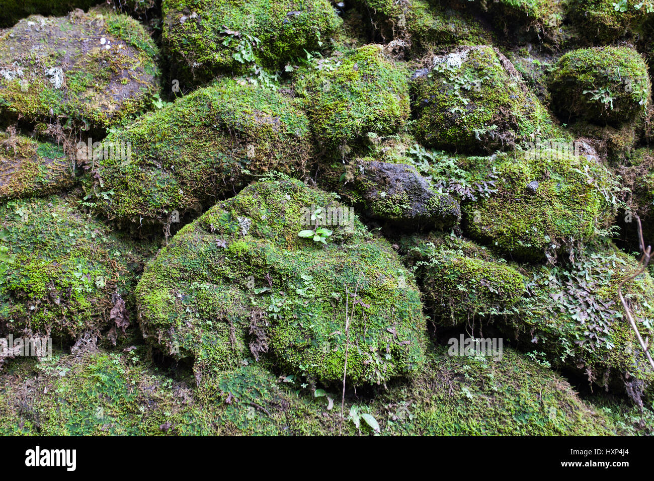 Old stone wall with leaves and moss. Background and texture Stock Photo ...
