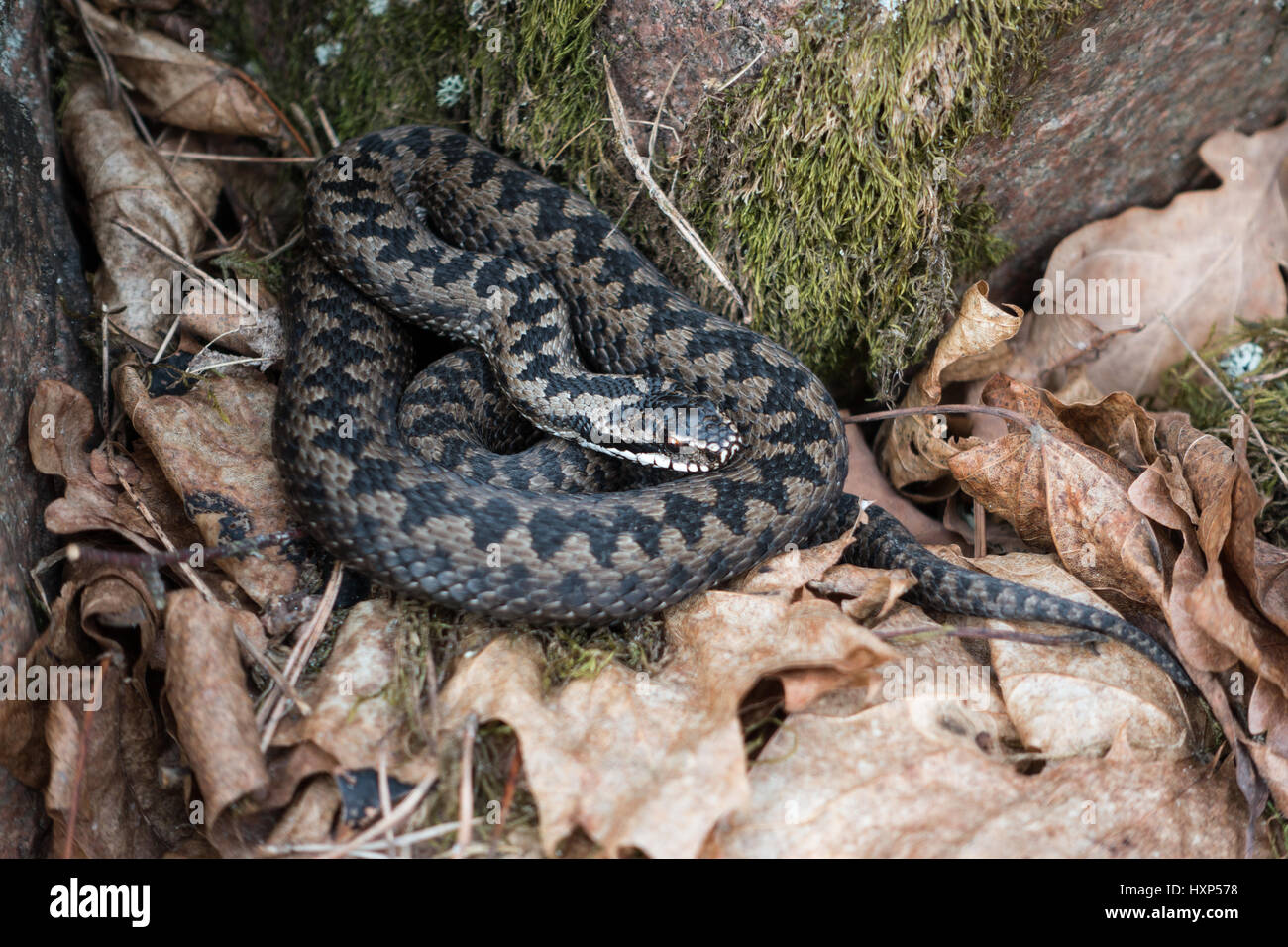 Extremely venomous adder hi-res stock photography and images - Alamy