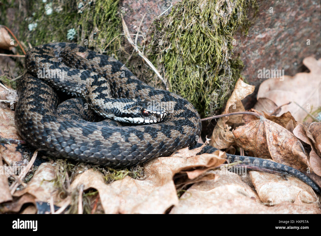 Northern Viper ore adder Stock Photo - Alamy