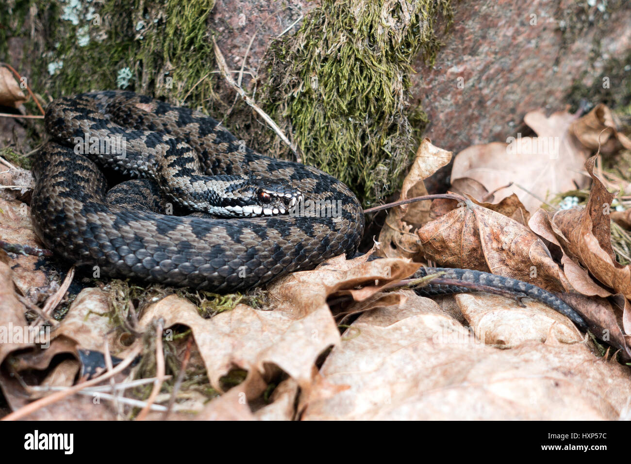 Extremely venomous adder hi-res stock photography and images - Alamy