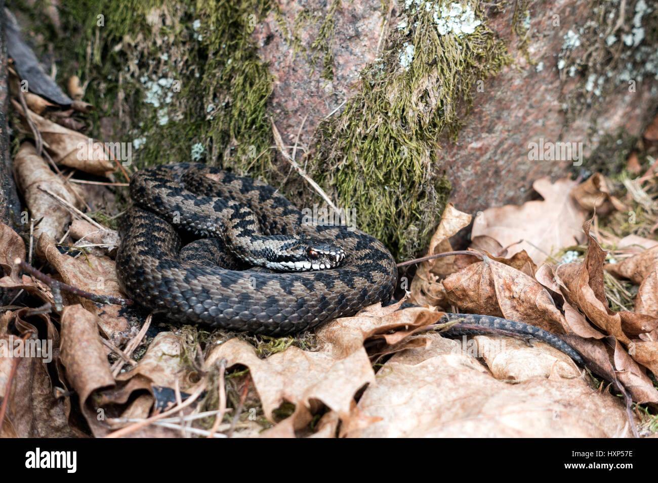 Extremely venomous adder hi-res stock photography and images - Alamy