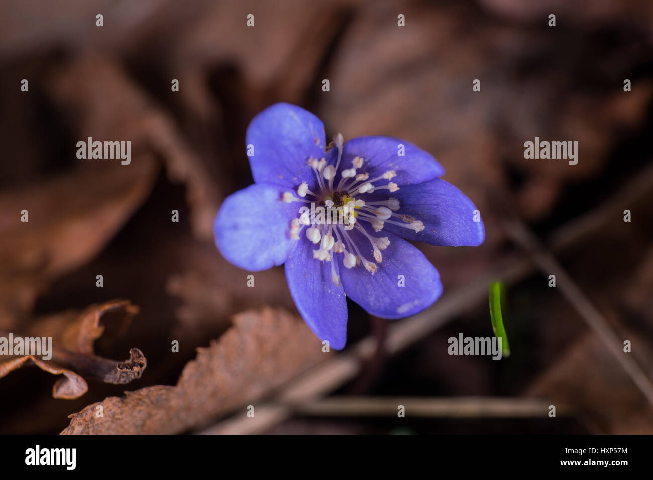 Common hepatica white hepatica nobilis hi-res stock photography and ...