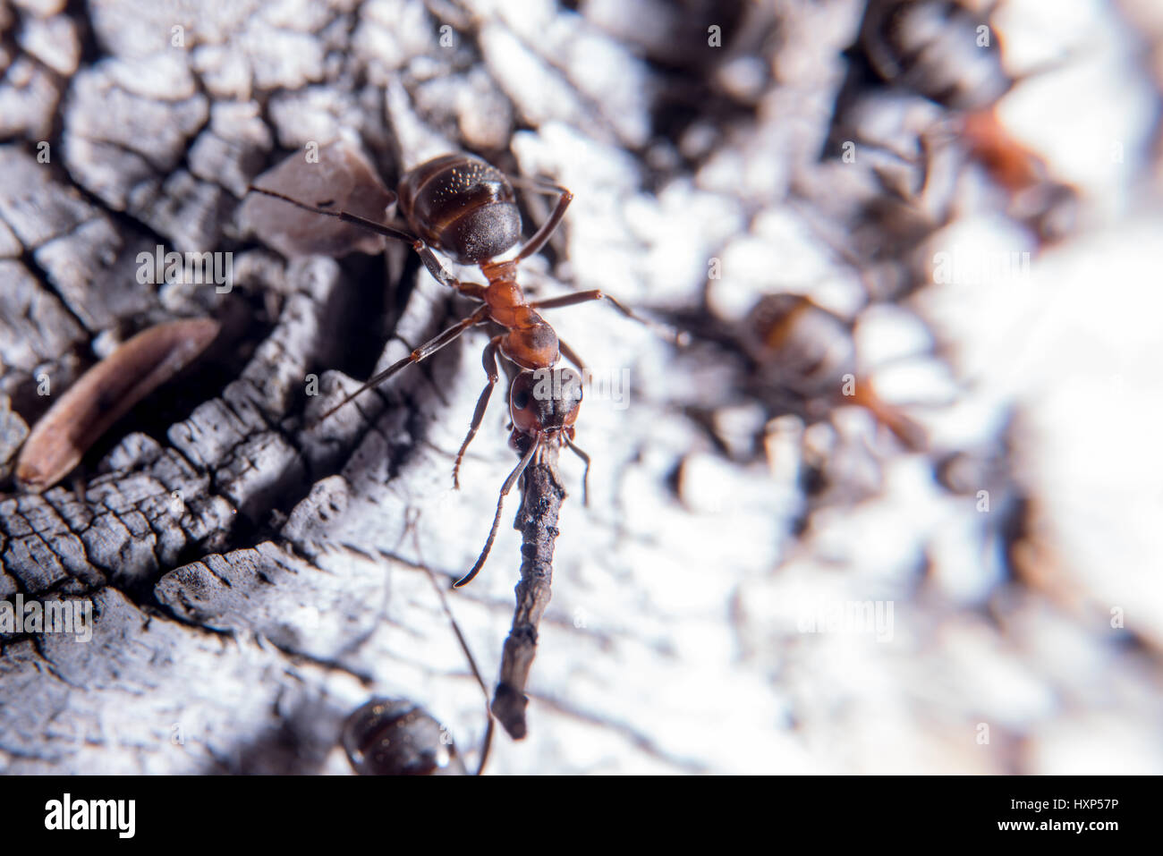 Polymorphic ants hi-res stock photography and images - Alamy