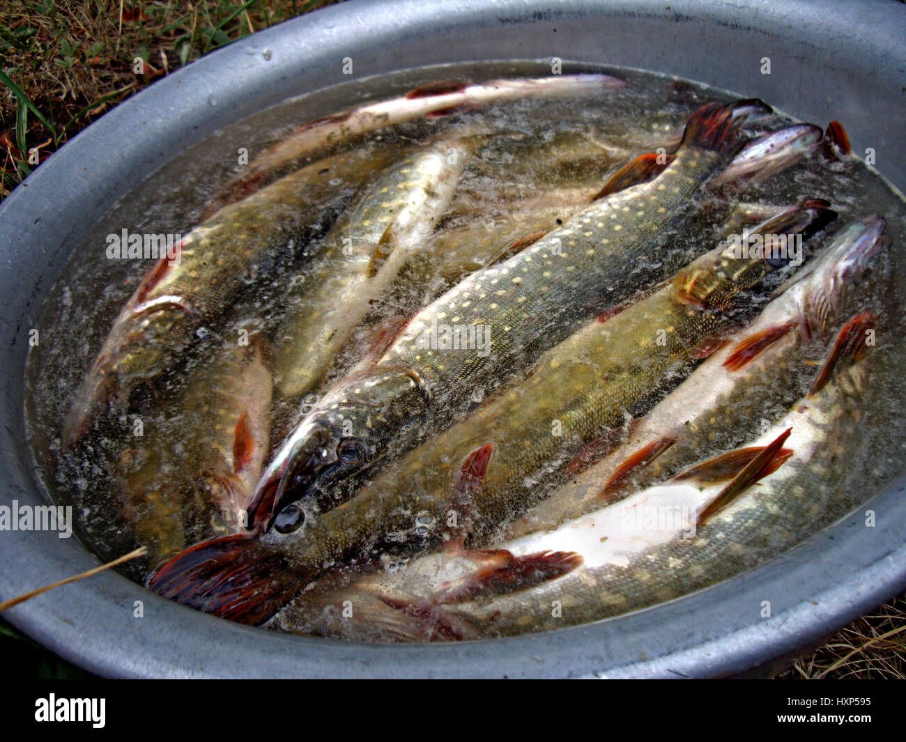 Pike in a basin from aluminum. The fresh hooked fish Stock Photo - Alamy