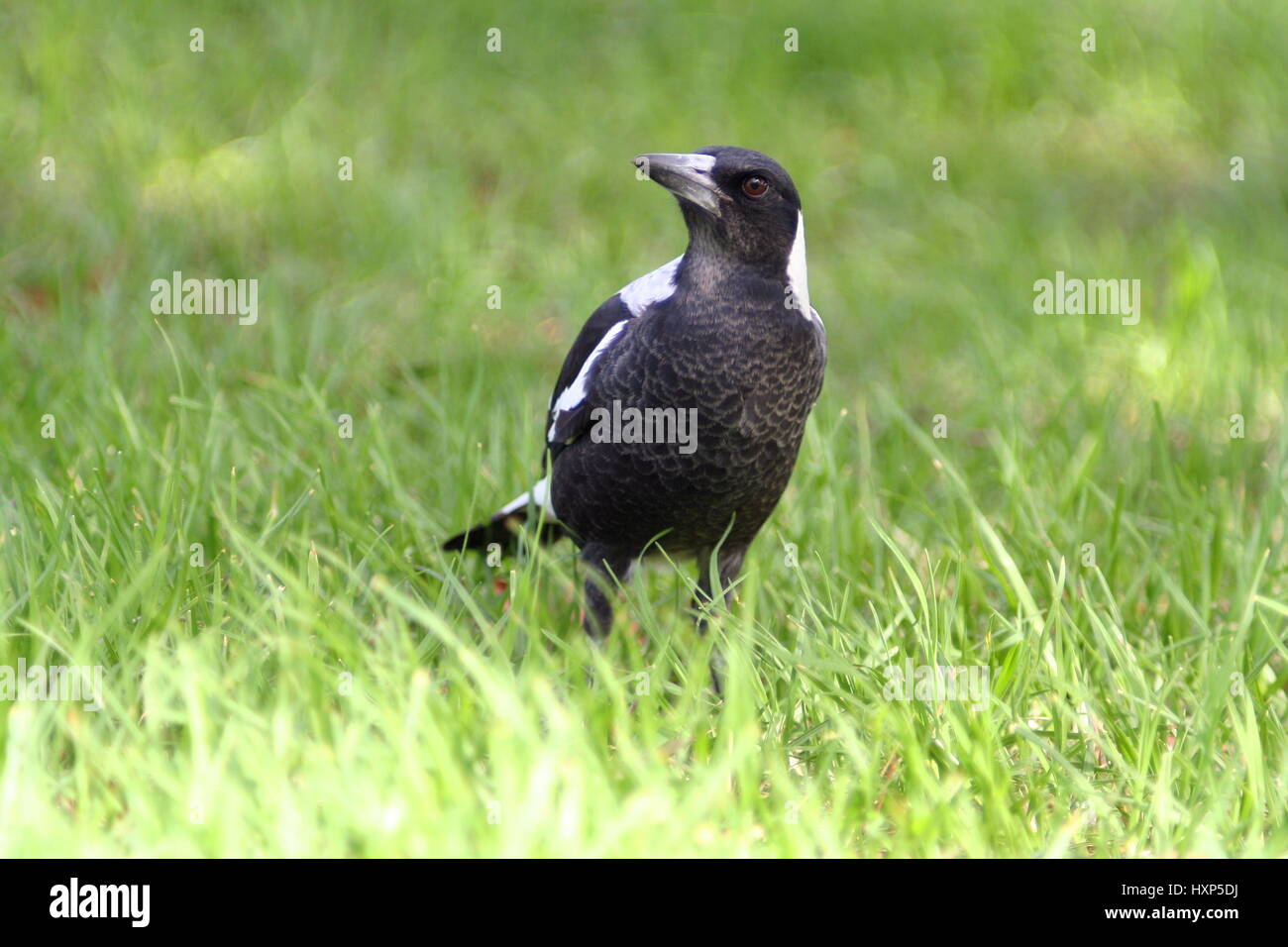 Magpie grass hi-res stock photography and images - Alamy