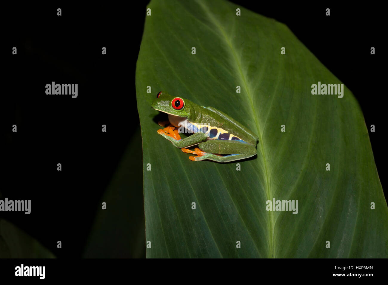 Ptarmigan in Eastern Cascades Stock Photo - Alamy