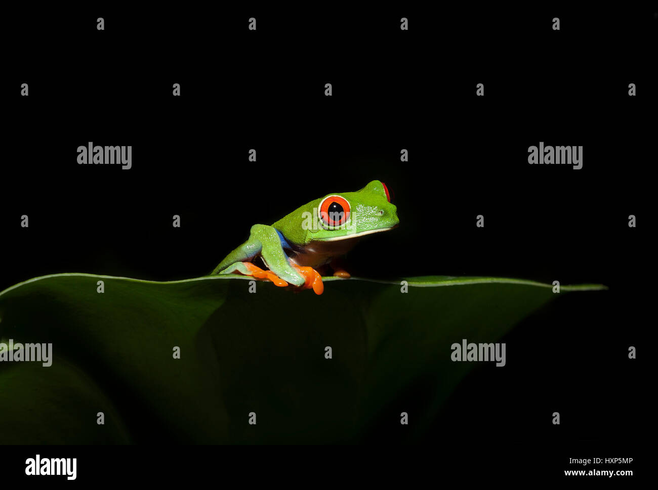 Tree frog on leaf hi-res stock photography and images - Alamy