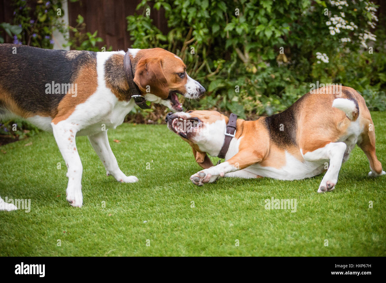 Play fighting inside hi-res stock photography and images - Alamy