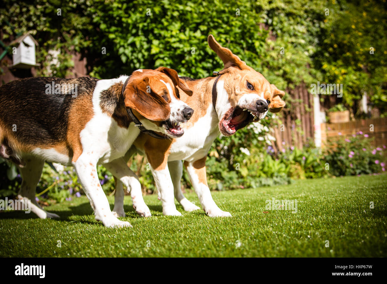 2 dogs having fun play fighting Stock Photo - Alamy