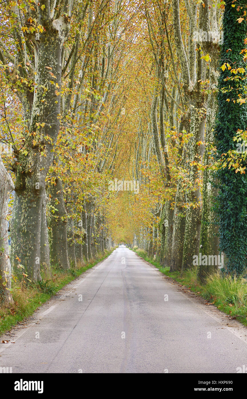 Pathway lined with plane trees hi-res stock photography and images - Alamy