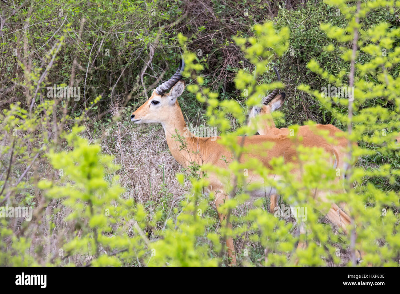 Male adult kob antelope standing in brush in Queen Elizabeth National ...